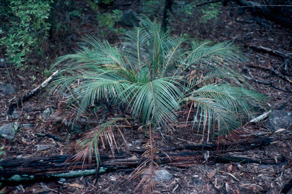 Macrozamia Longispina -- Earthpedia plant