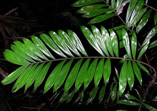 Bactris Elegans -- Earthpedia plant