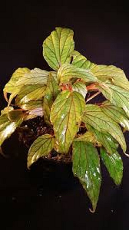 Begonia Hongkongensis -- Earthpedia plant