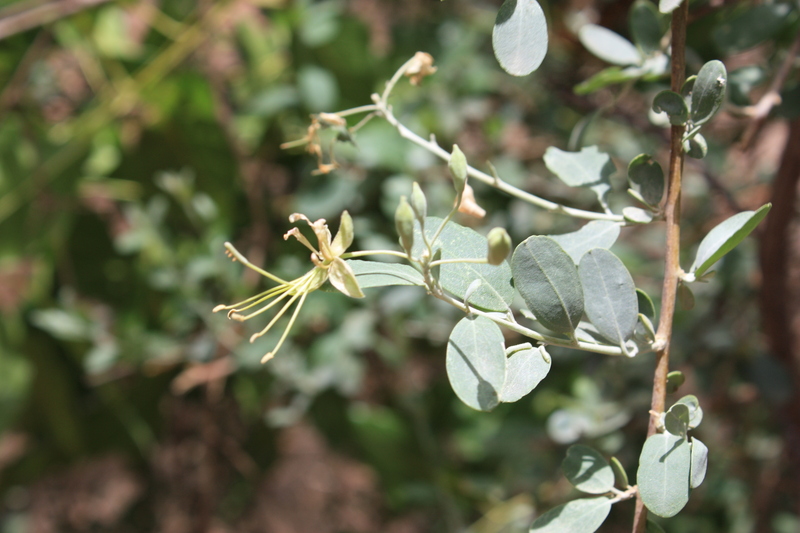 Cadaba Farinosa -- Earthpedia plant