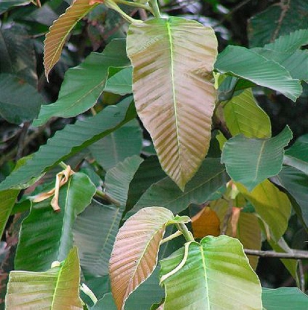 Dipterocarpus Dyeri -- Earthpedia plant