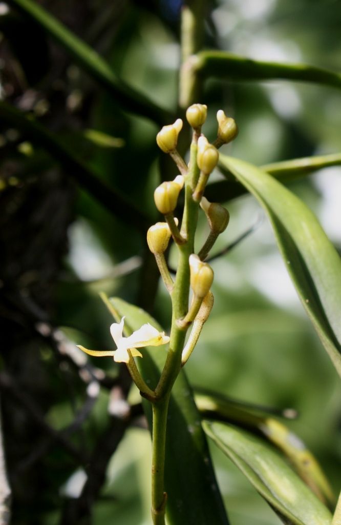 Micropera Fasciculata -- Earthpedia plant