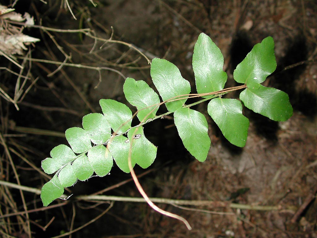 Anemia Myriophylla -- Earthpedia plant