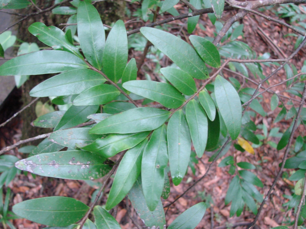 Xylopia Emarginata -- Earthpedia plant