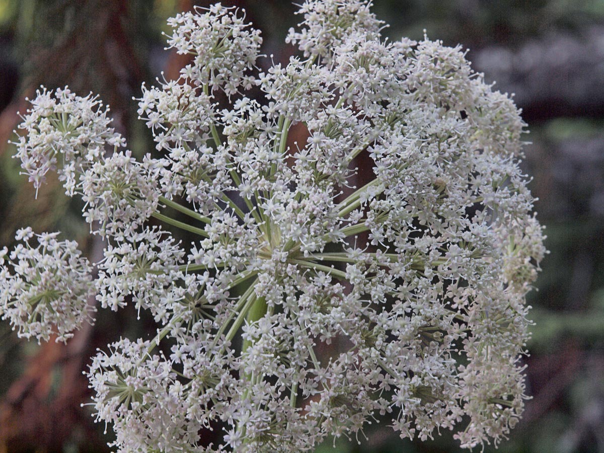 Angelica Genuflexa -- Earthpedia plant