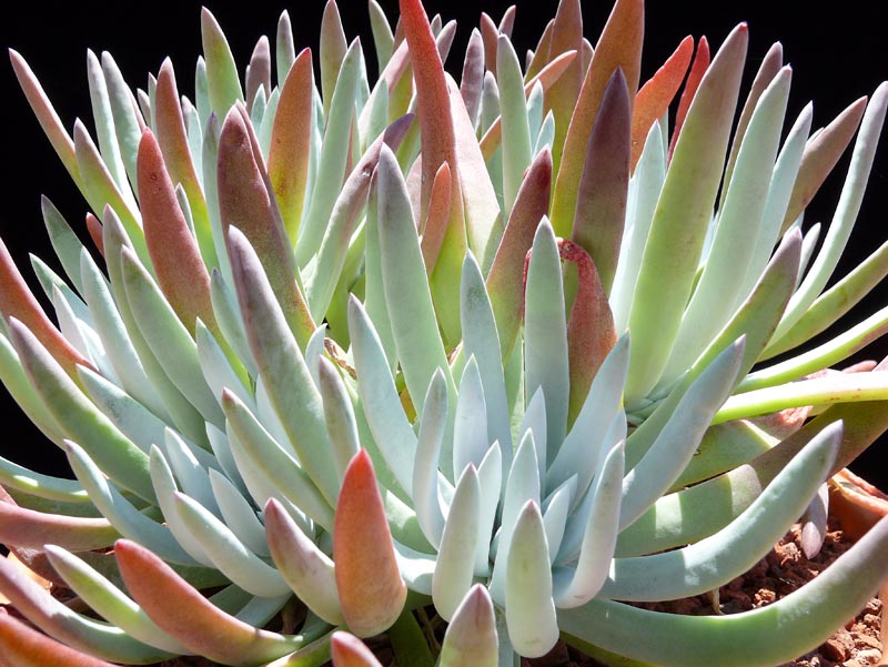 Dudleya Virens Dudleya Hassei Calflora