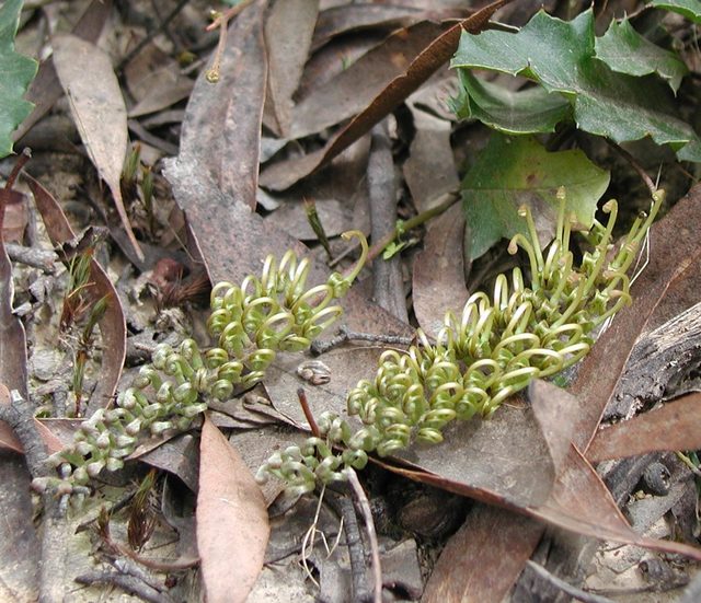 Grevillea Repens -- Earthpedia plant