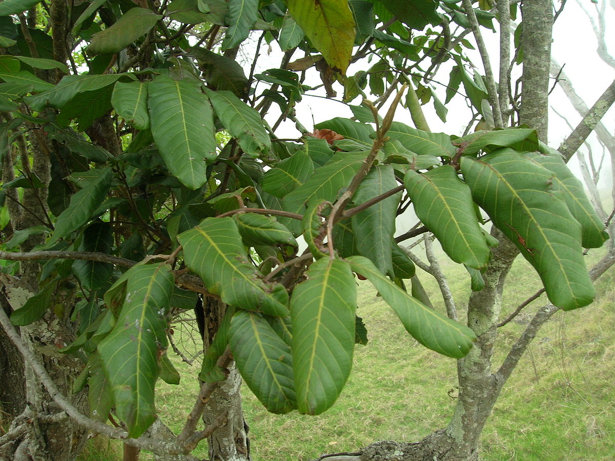 Alectryon Macrococcus -- Earthpedia plant
