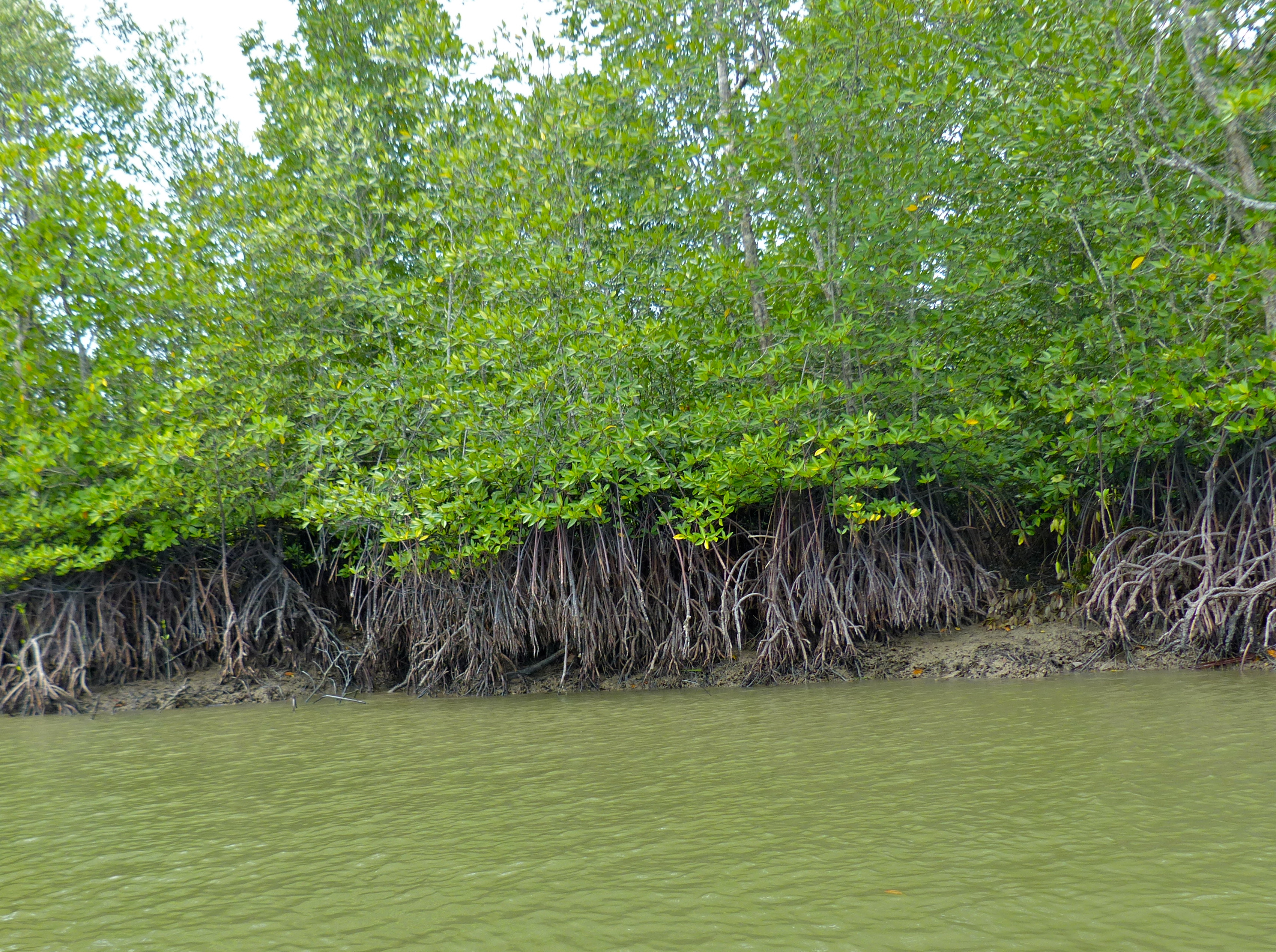 Rhizophora Apiculata -- Earthpedia plant