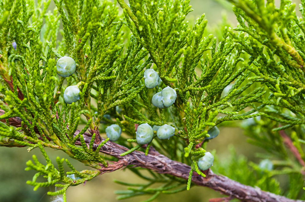 Juniperus Communis Communis -- Earthpedia plant