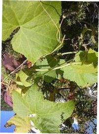 Sicyos Macrophyllus -- Earthpedia plant