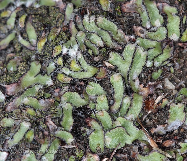 Asterella Saccata -- Earthpedia plant