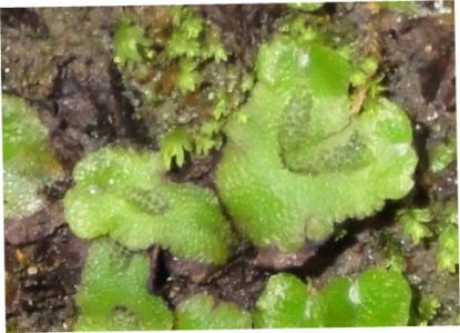 First Land Plants Appear
