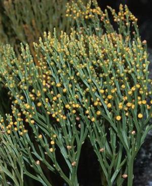 Phylum Psilophyta