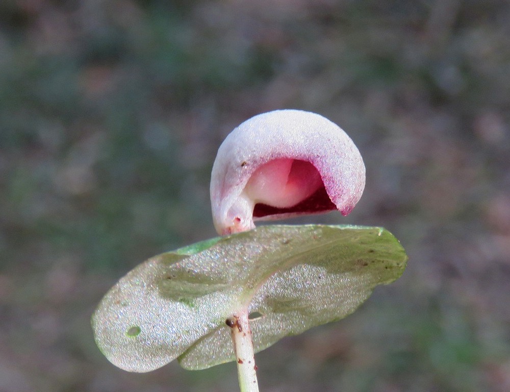 Corybas Dowlingii -- Earthpedia plant